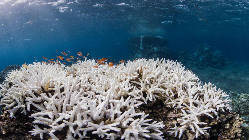 Expert Q&A: Unveiling the causes, impacts and solutions of ocean ...