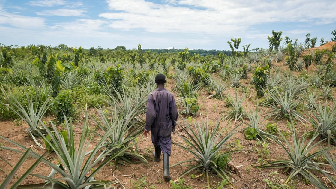 Artificial Intelligence Can Transform Global Food Security and Climate ...