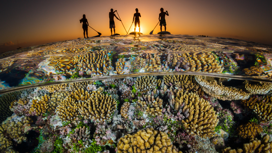 5 Reasons to Protect the Future of Our Coral Reefs | United Nations ...