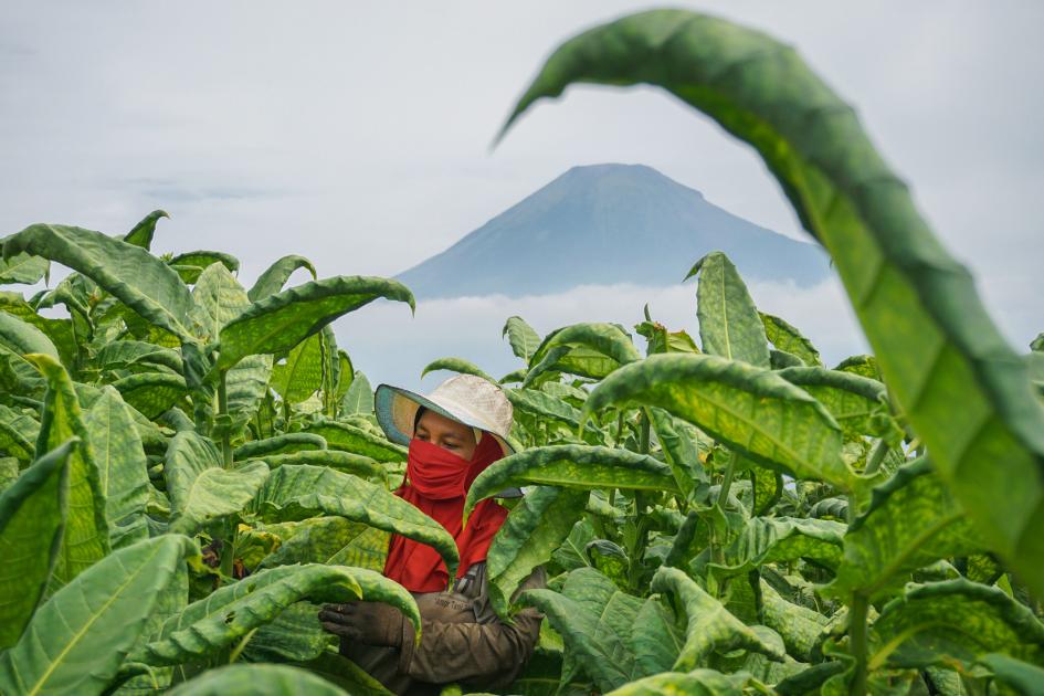 UNU-IAS Annual Report 2020 | United Nations University